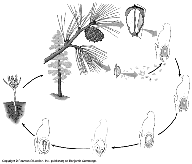 43 pine life cycle diagram